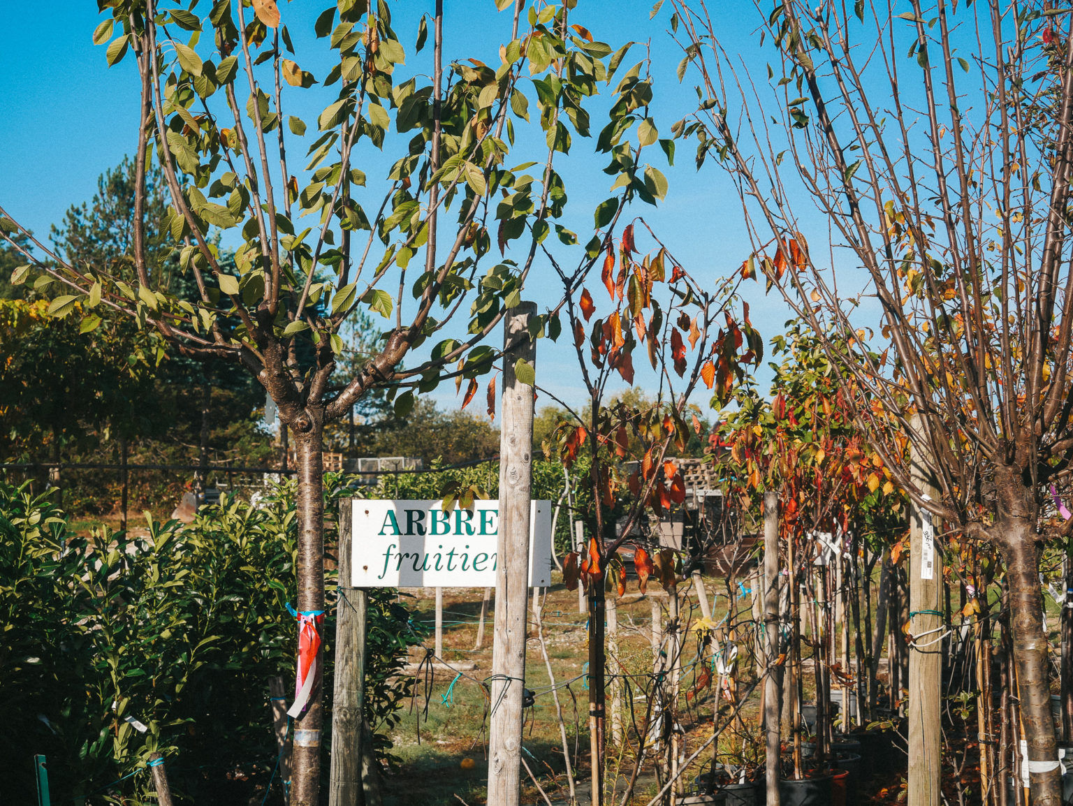 Arbres fruitiers | Pépinière du Coteau